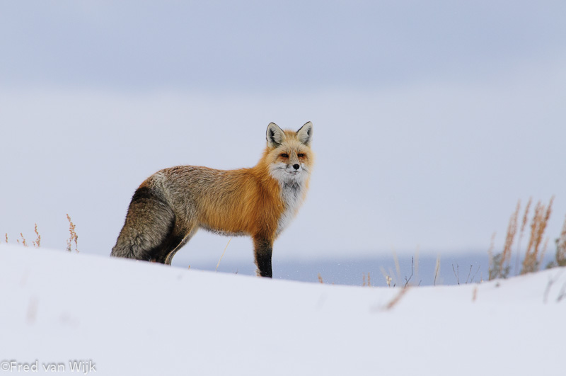 Blog and recent images by Nature and Wildlife Photographer Fred van Wijk