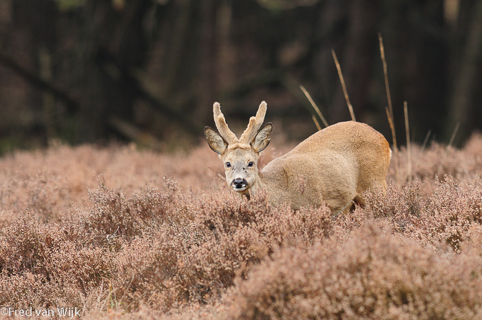 Blog and recent images by Nature and Wildlife Photographer Fred van Wijk