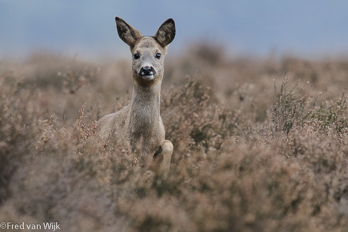 Blog and recent images by Nature and Wildlife Photographer Fred van Wijk