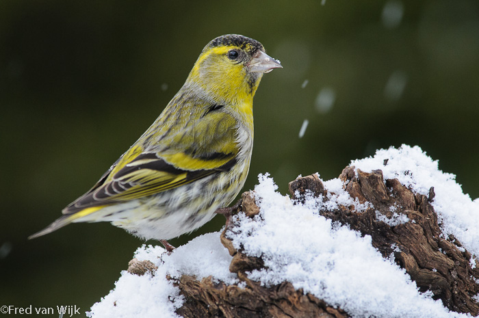 Blog and recent images by Nature and Wildlife Photographer Fred van Wijk