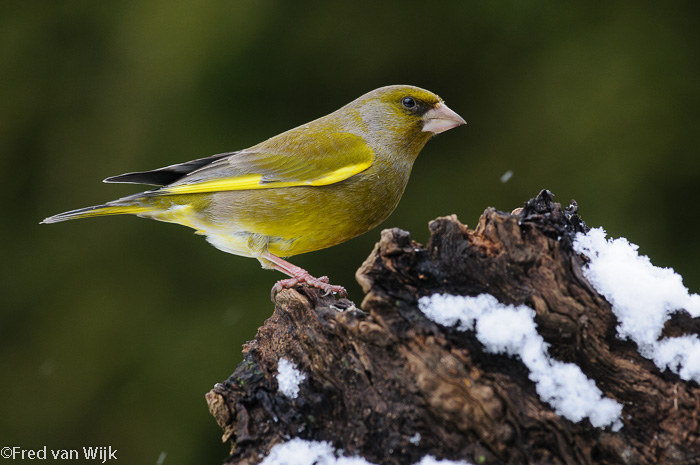 Blog and recent images by Nature and Wildlife Photographer Fred van Wijk