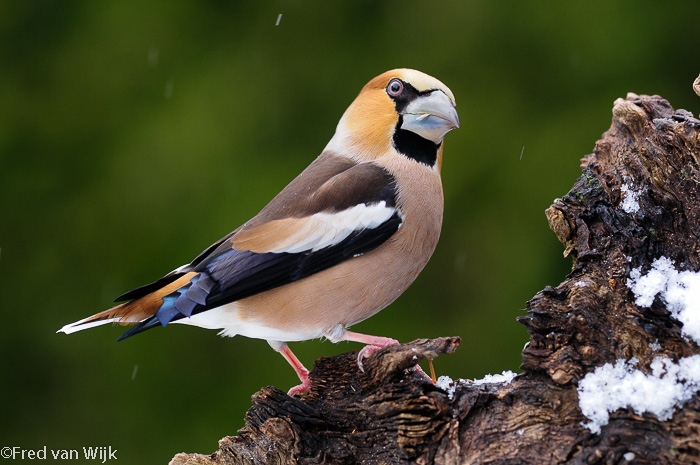 Blog and recent images by Nature and Wildlife Photographer Fred van Wijk