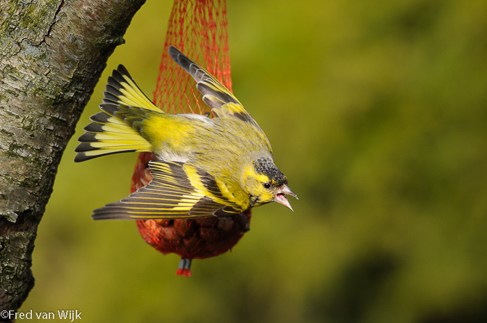 Blog and recent images by Nature and Wildlife Photographer Fred van Wijk