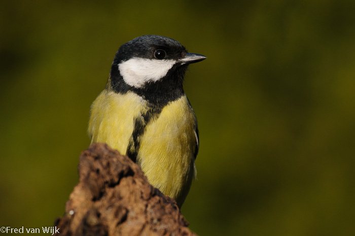 Blog and recent images by Nature and Wildlife Photographer Fred van Wijk