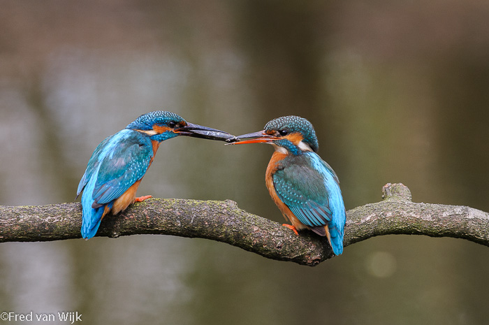 Blog and recent images by Nature and Wildlife Photographer Fred van Wijk