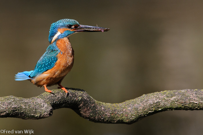 Blog and recent images by Nature and Wildlife Photographer Fred van Wijk