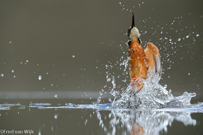 Blog and recent images by Nature and Wildlife Photographer Fred van Wijk