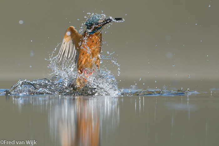 Blog and recent images by Nature and Wildlife Photographer Fred van Wijk