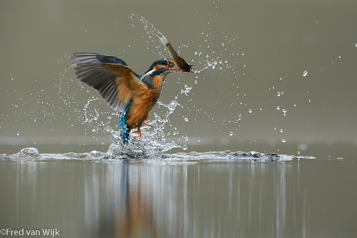 Blog and recent images by Nature and Wildlife Photographer Fred van Wijk