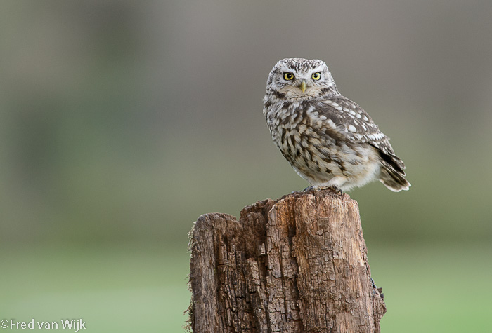 Blog and recent images by Nature and Wildlife Photographer Fred van Wijk