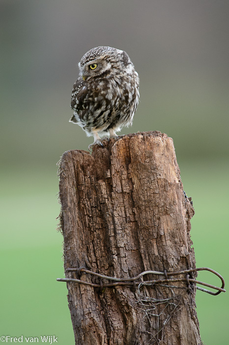 Blog and recent images by Nature and Wildlife Photographer Fred van Wijk