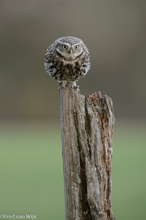 Blog and recent images by Nature and Wildlife Photographer Fred van Wijk