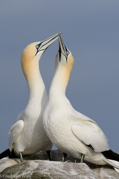 Blog and recent images by Nature and Wildlife Photographer Fred van Wijk