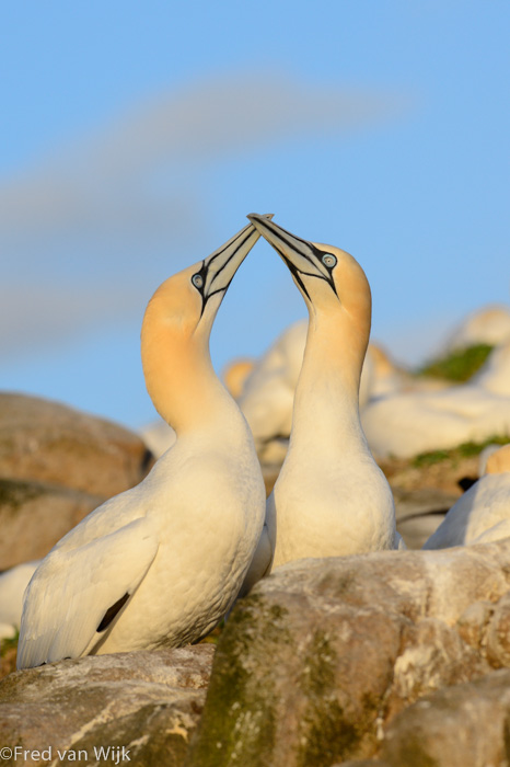 Blog and recent images by Nature and Wildlife Photographer Fred van Wijk