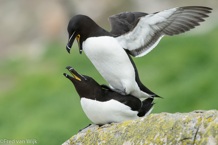 Blog and recent images by Nature and Wildlife Photographer Fred van Wijk