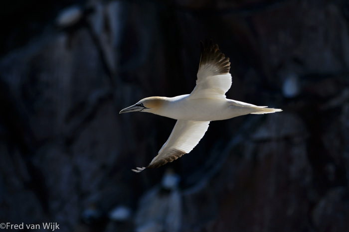 Blog and recent images by Nature and Wildlife Photographer Fred van Wijk