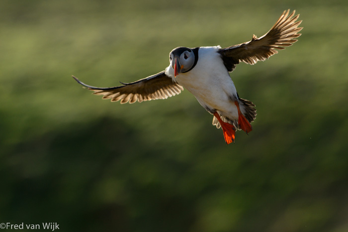 Blog and recent images by Nature and Wildlife Photographer Fred van Wijk