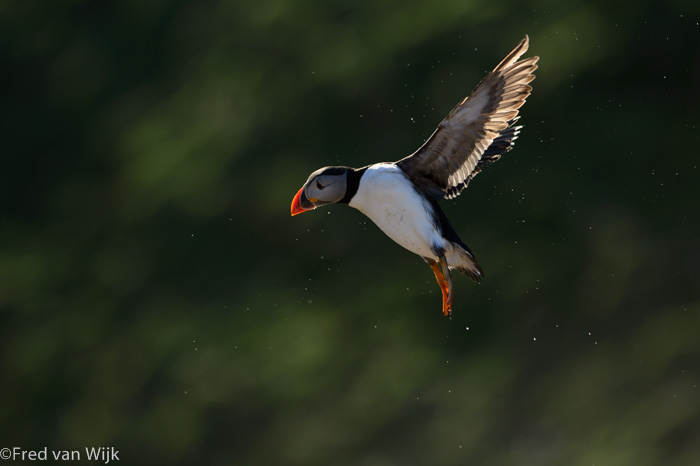 Blog and recent images by Nature and Wildlife Photographer Fred van Wijk