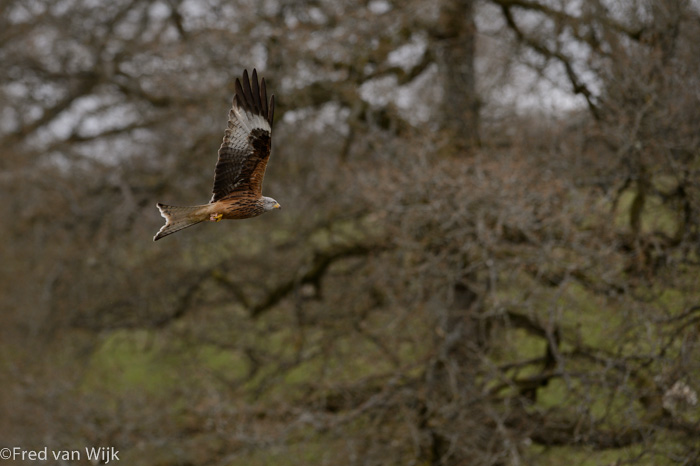 Blog and recent images by Nature and Wildlife Photographer Fred van Wijk