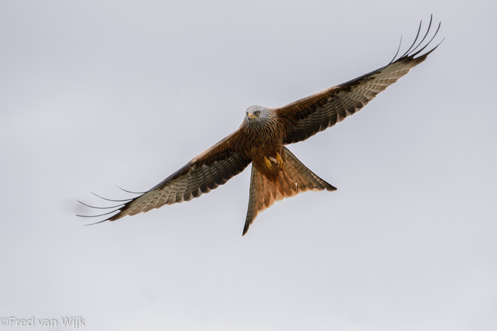 Blog and recent images by Nature and Wildlife Photographer Fred van Wijk