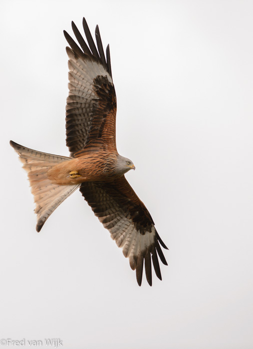 Blog and recent images by Nature and Wildlife Photographer Fred van Wijk
