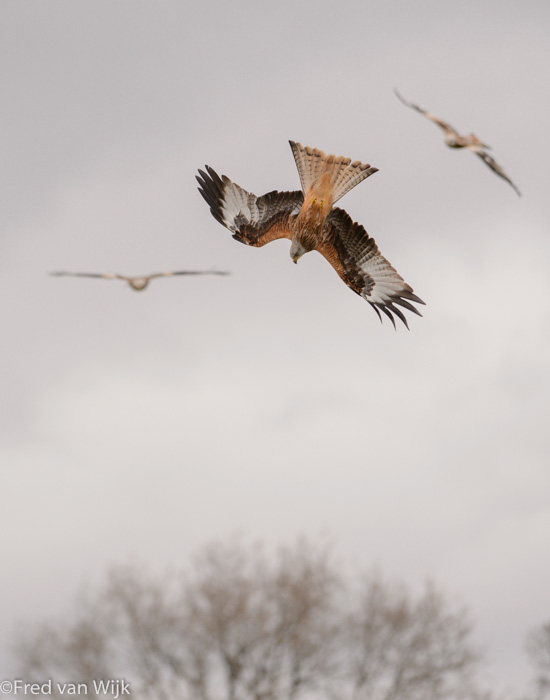 Blog and recent images by Nature and Wildlife Photographer Fred van Wijk