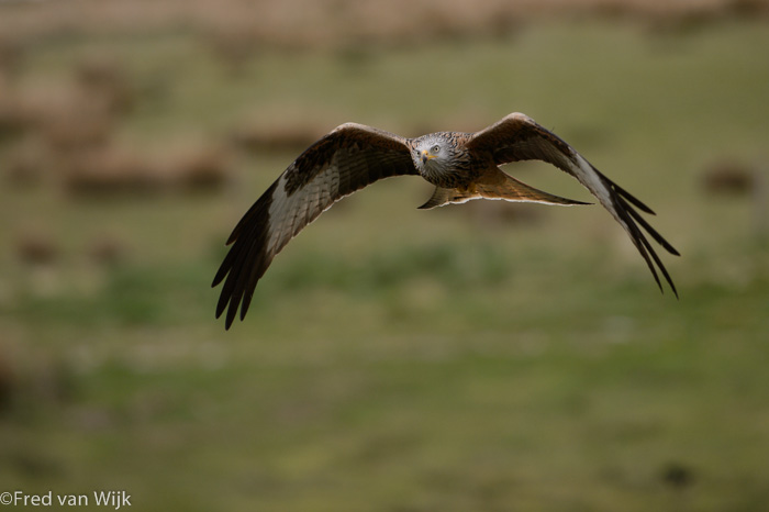 Blog and recent images by Nature and Wildlife Photographer Fred van Wijk