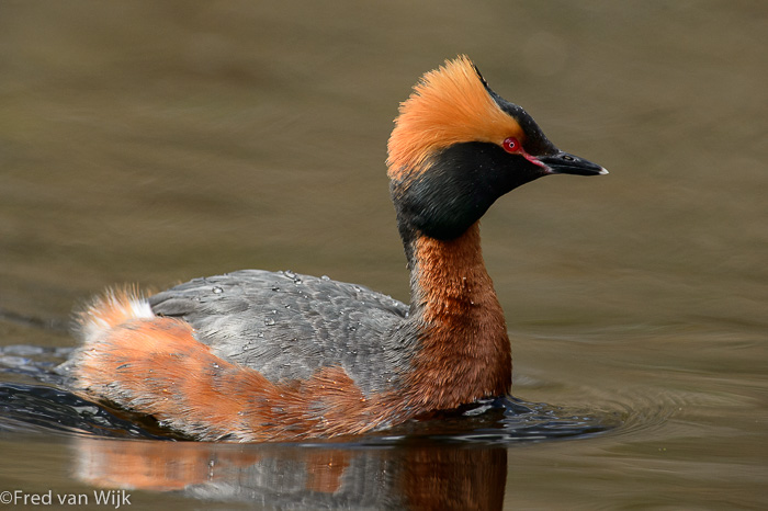 Foto van de maand en nieuws Natuurfotografie Fred van Wijk