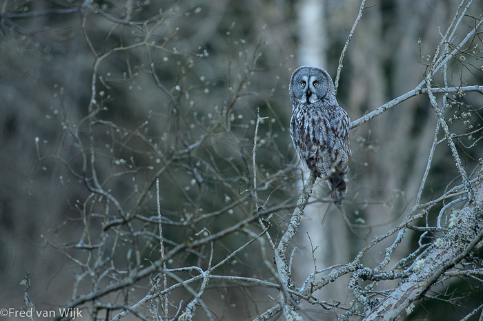 Foto van de maand en nieuws Natuurfotografie Fred van Wijk