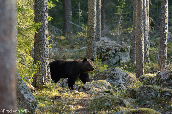 Foto van de maand en nieuws Natuurfotografie Fred van Wijk
