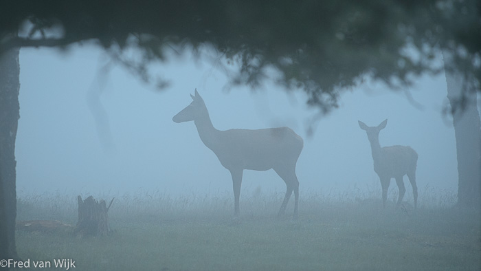 Foto van de maand en nieuws Natuurfotografie Fred van Wijk