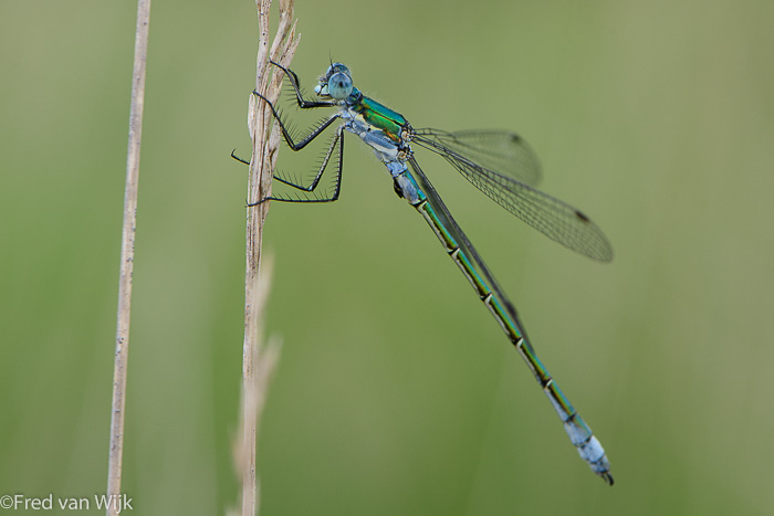 Foto van de maand en nieuws Natuurfotografie Fred van Wijk