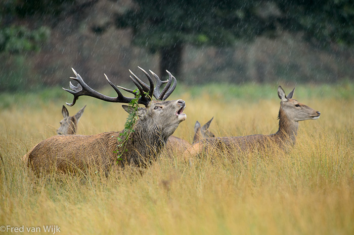 Foto van de maand en nieuws Natuurfotografie Fred van Wijk