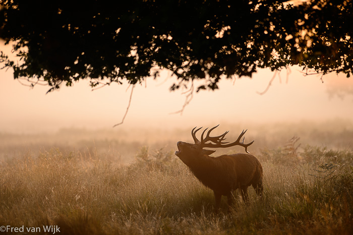 Foto van de maand en nieuws Natuurfotografie Fred van Wijk