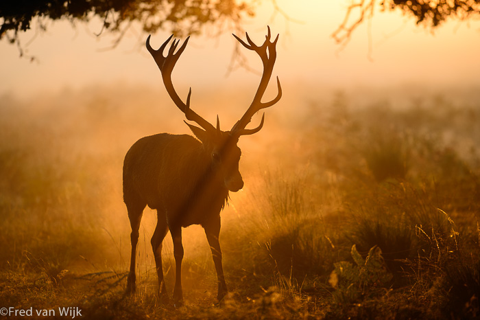Foto van de maand en nieuws Natuurfotografie Fred van Wijk