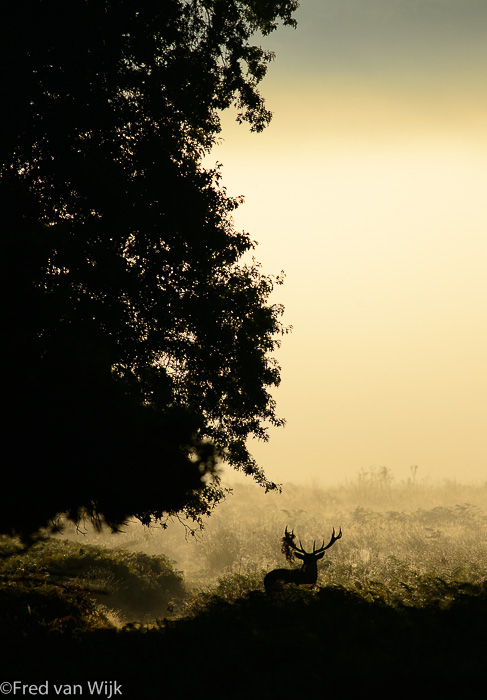 Foto van de maand en nieuws Natuurfotografie Fred van Wijk