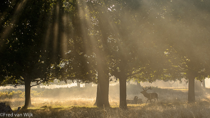 Foto van de maand en nieuws Natuurfotografie Fred van Wijk