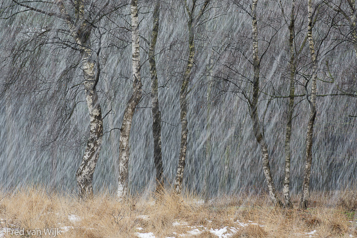 Foto van de maand en nieuws Natuurfotografie Fred van Wijk