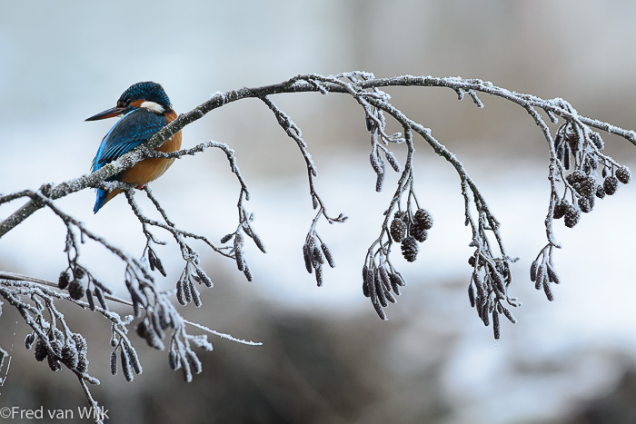 Foto van de maand en nieuws Natuurfotografie Fred van Wijk
