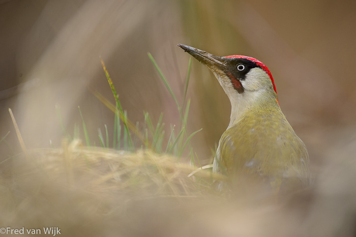 Foto van de maand en nieuws Natuurfotografie Fred van Wijk