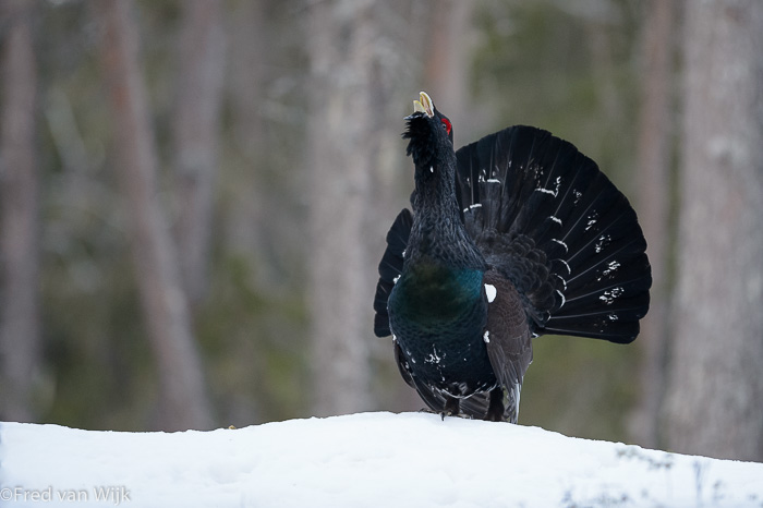 Foto van de maand en nieuws Natuurfotografie Fred van Wijk