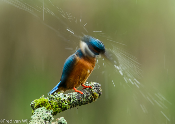 Foto van de maand en nieuws Natuurfotografie Fred van Wijk