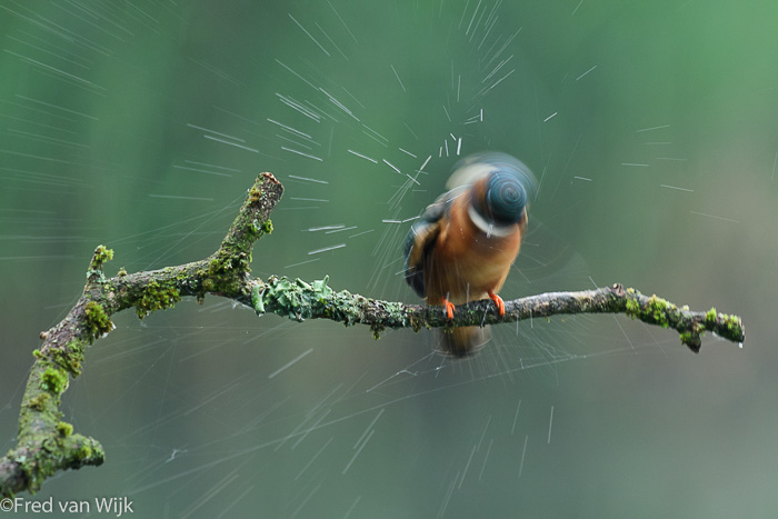 Foto van de maand en nieuws Natuurfotografie Fred van Wijk