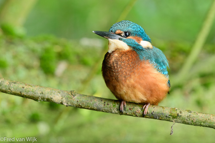 Foto van de maand en nieuws Natuurfotografie Fred van Wijk