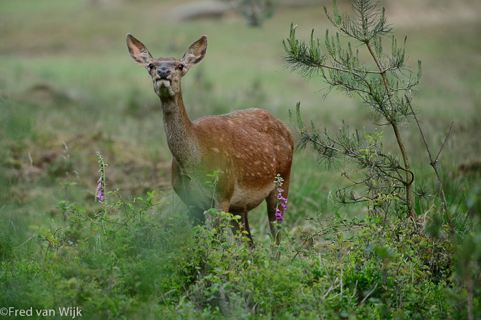Foto van de maand en nieuws Natuurfotografie Fred van Wijk