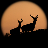 Blog and recent images by Nature and Wildlife Photographer Fred van Wijk