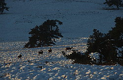 Diashows door natuurfotograaf Fred van Wijk