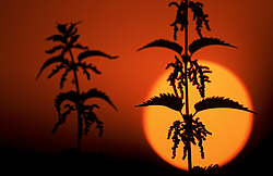 Diashows door natuurfotograaf Fred van Wijk